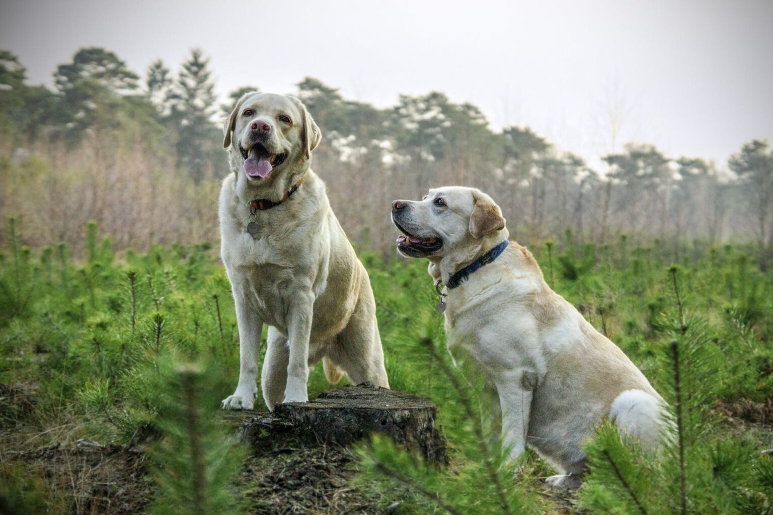 Labrador Price in India - Black Star Kennels