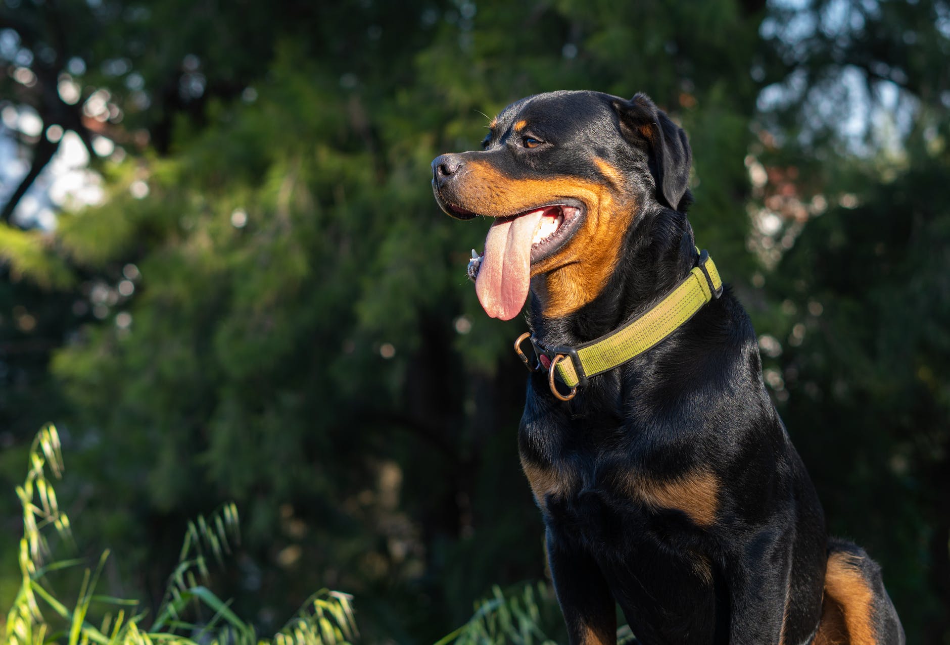 Serbian Rottweiler Price in India - Black Star Kennels