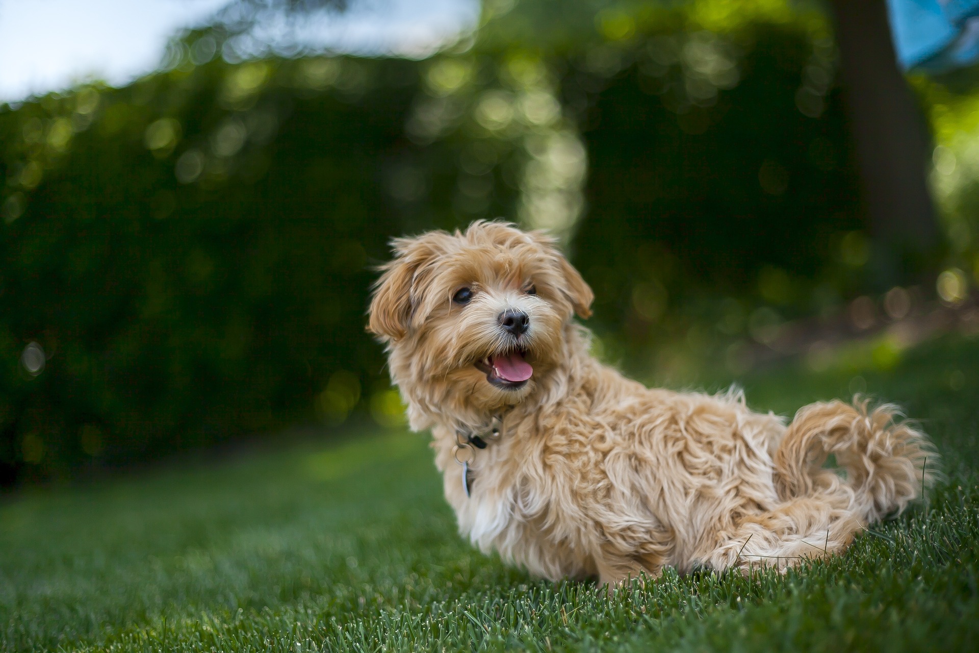 Maltipoo Price in India - [Buy/Sell] - Black Star Kennels