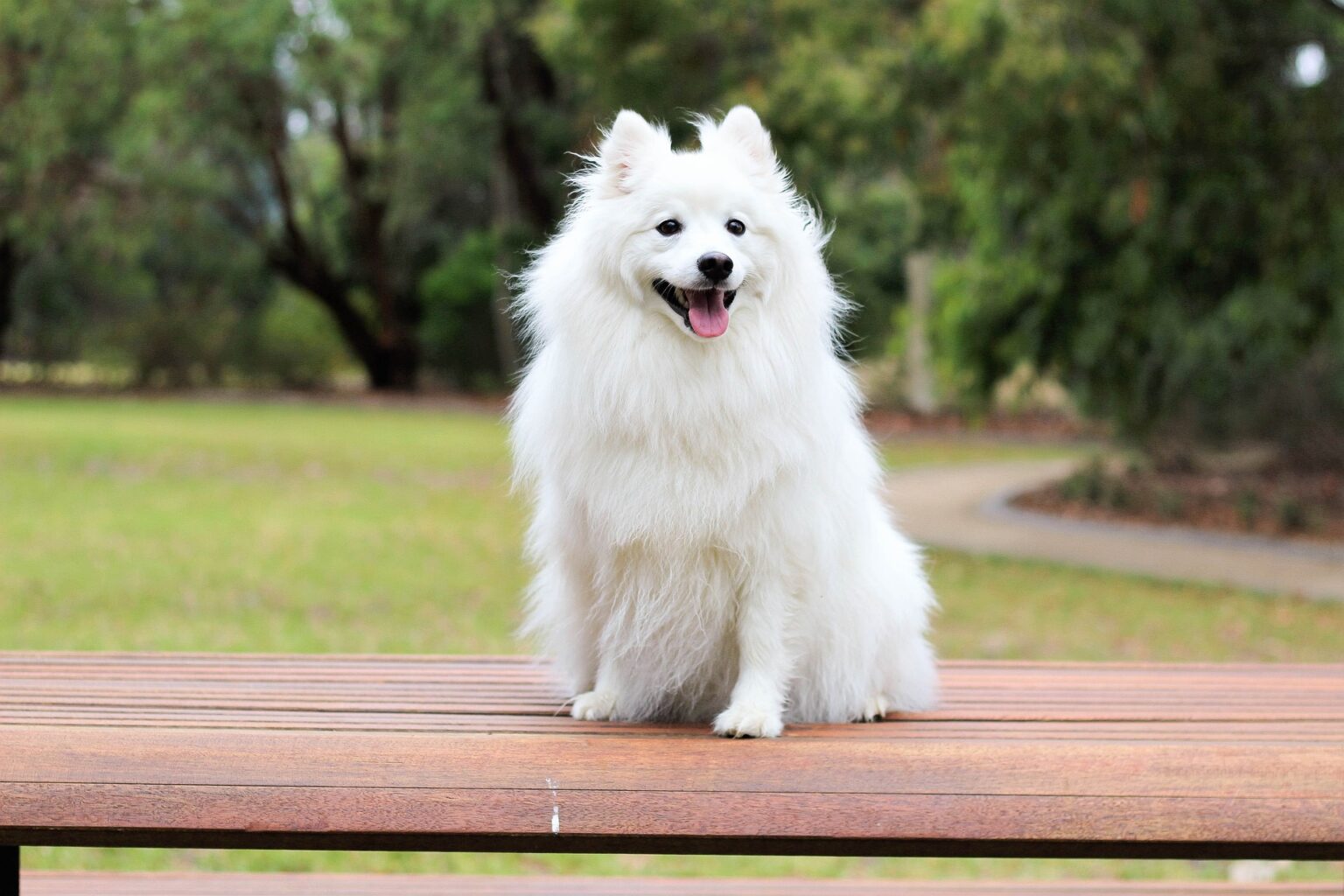 Indian Spitz Price in India - [Buy/Sell] - Black Star Kennels