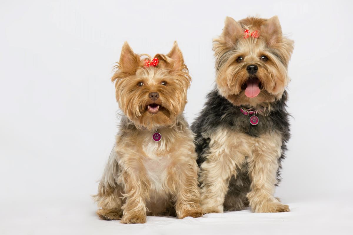 Yorkshire Terrier Price in India 2023 - Black Star Kennels