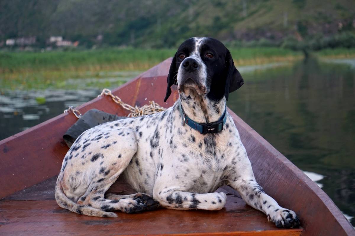 Pointer Dog Price in India 2023 [Buy/Sell] - Black Star Kennels
