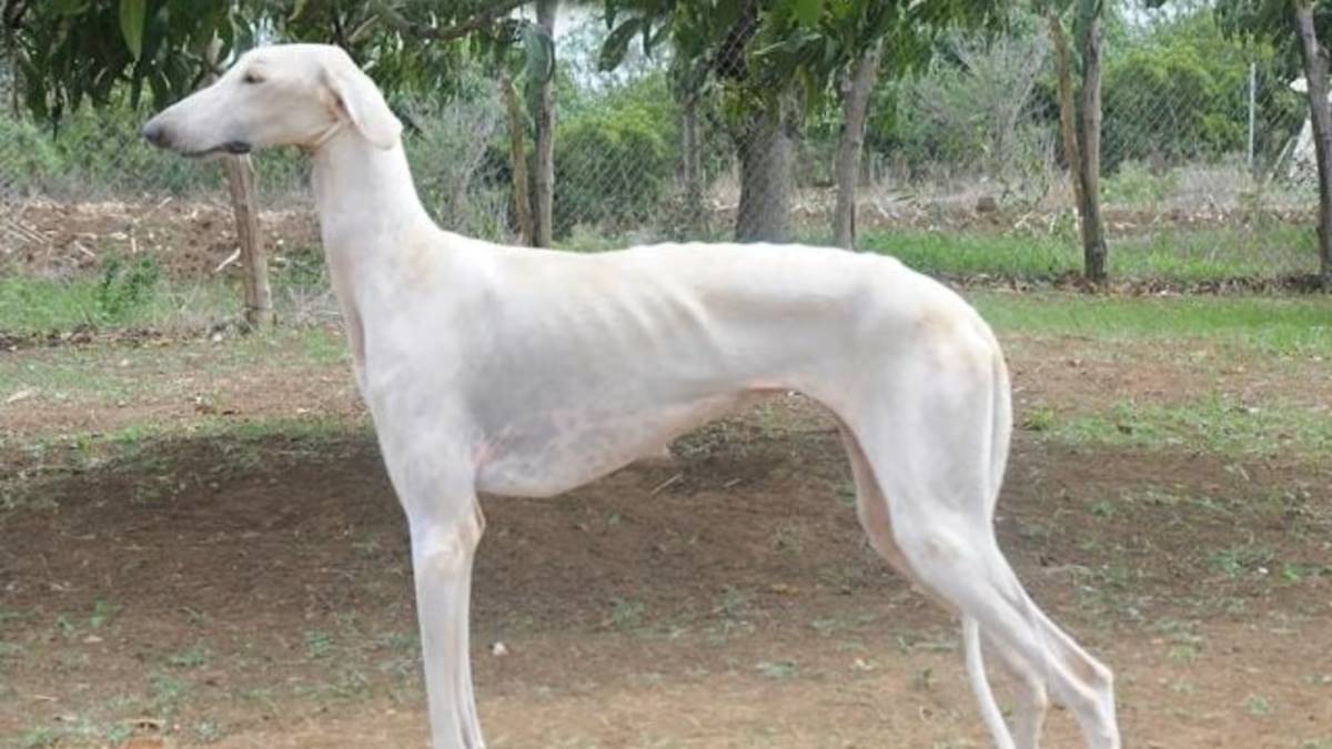 Mudhol Hound Price in India 2023 - [Buy/Sell] - Black Star Kennels