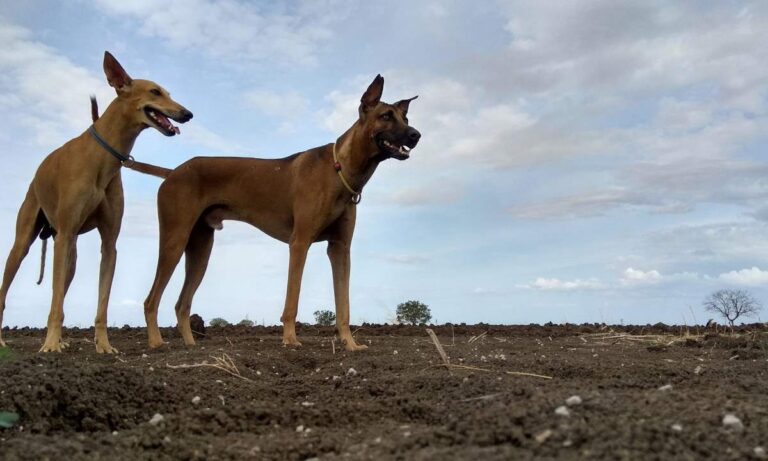 Kombai Dog Price in India - Black Star Kennels