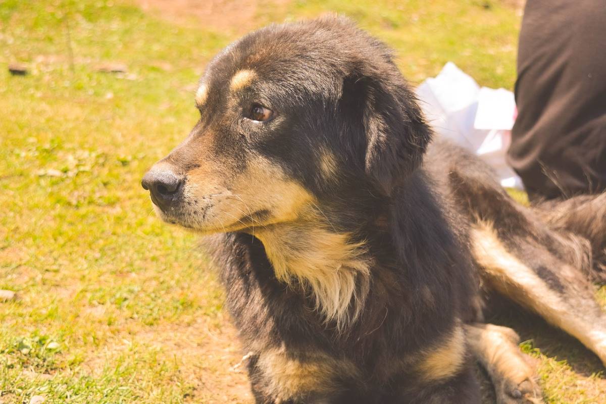 Gaddi Dog [Bhutia] Price in India - [Buy/Sell] Black Star Kennels