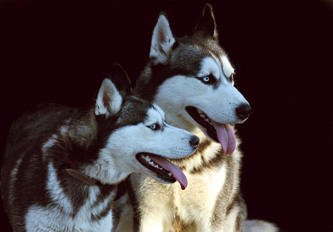 Gaddi Dog [Bhutia] Price in India - [Buy/Sell] Black Star Kennels
